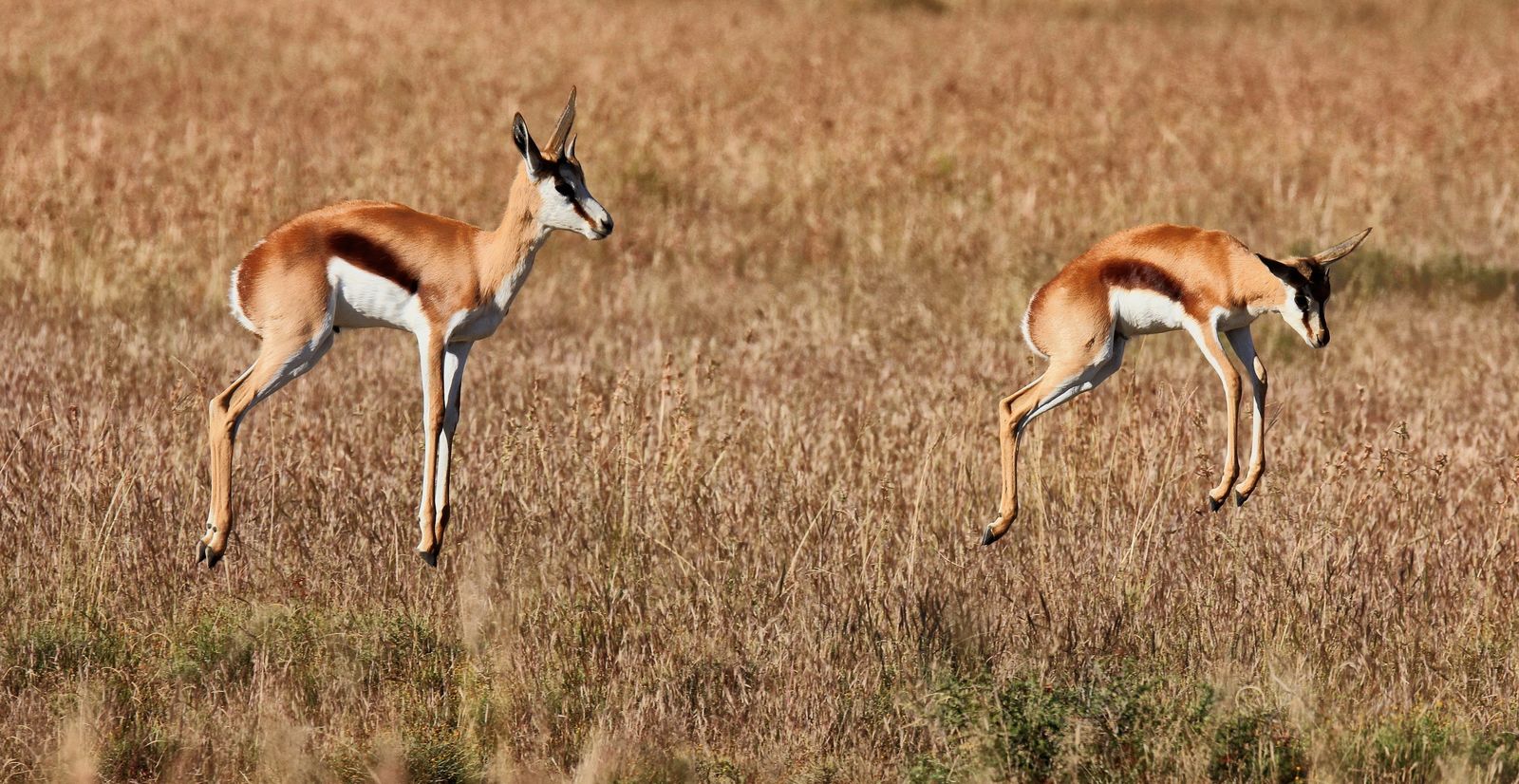 Springbok across the horizon: Solving the mystery of the trekbokke