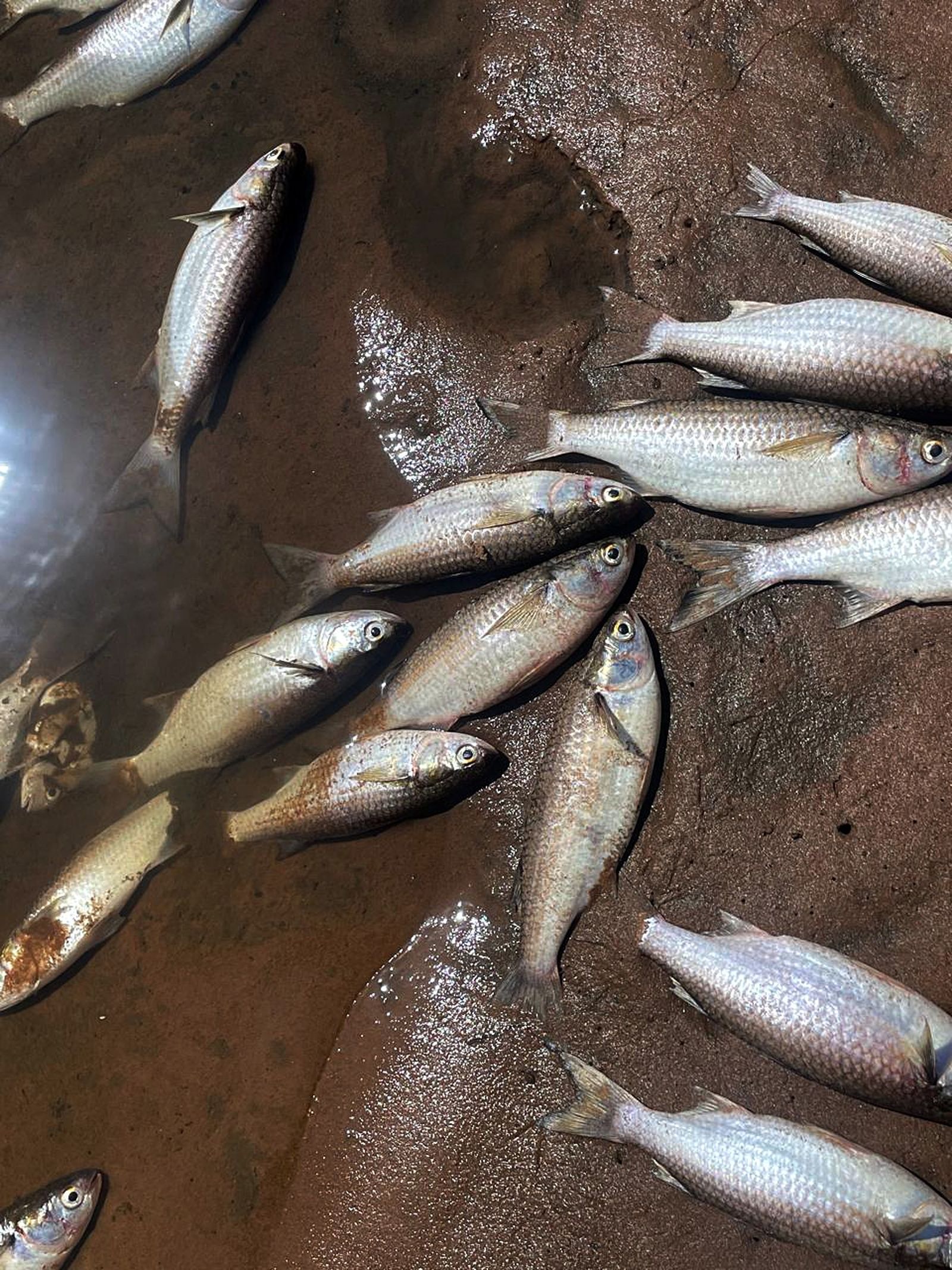 ‘High heat’ blamed for massive KZN fish kill, but investigations continue