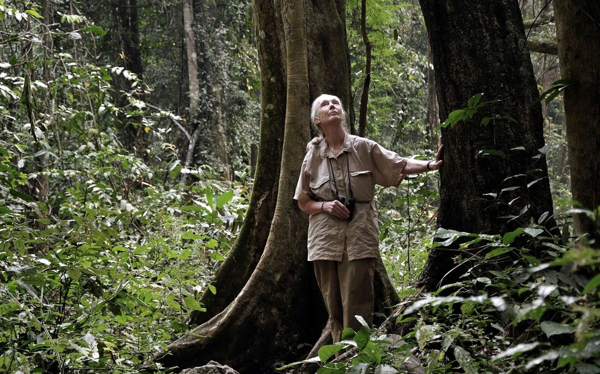 Renowned primatologist and conservationist Jane Goodall dies at 91