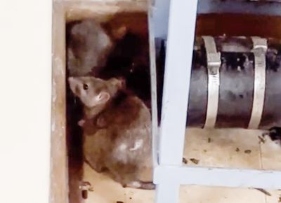 Dora Nginza Hospital plagued by rat infestation