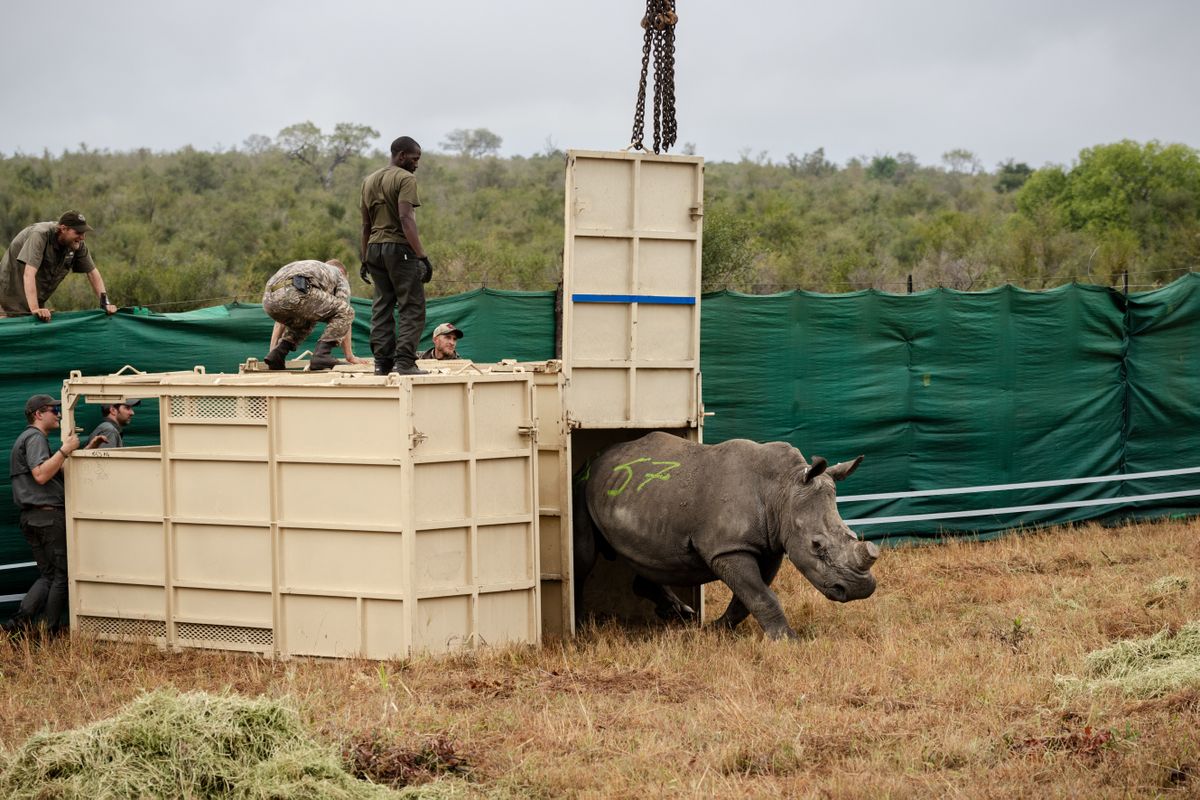 120 rhino successfully translocated into Greater Kruger system