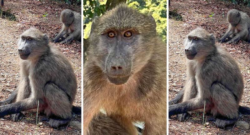 Female baboon euthanised after being shot and paralysed in Constantia