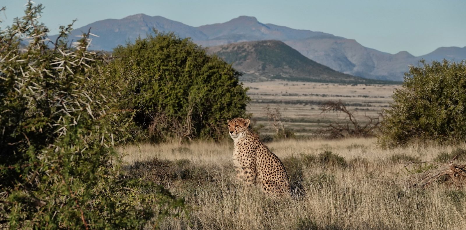 Tented Safari in the Sneeuberg — Plains Camp at Samara Karoo Reserve