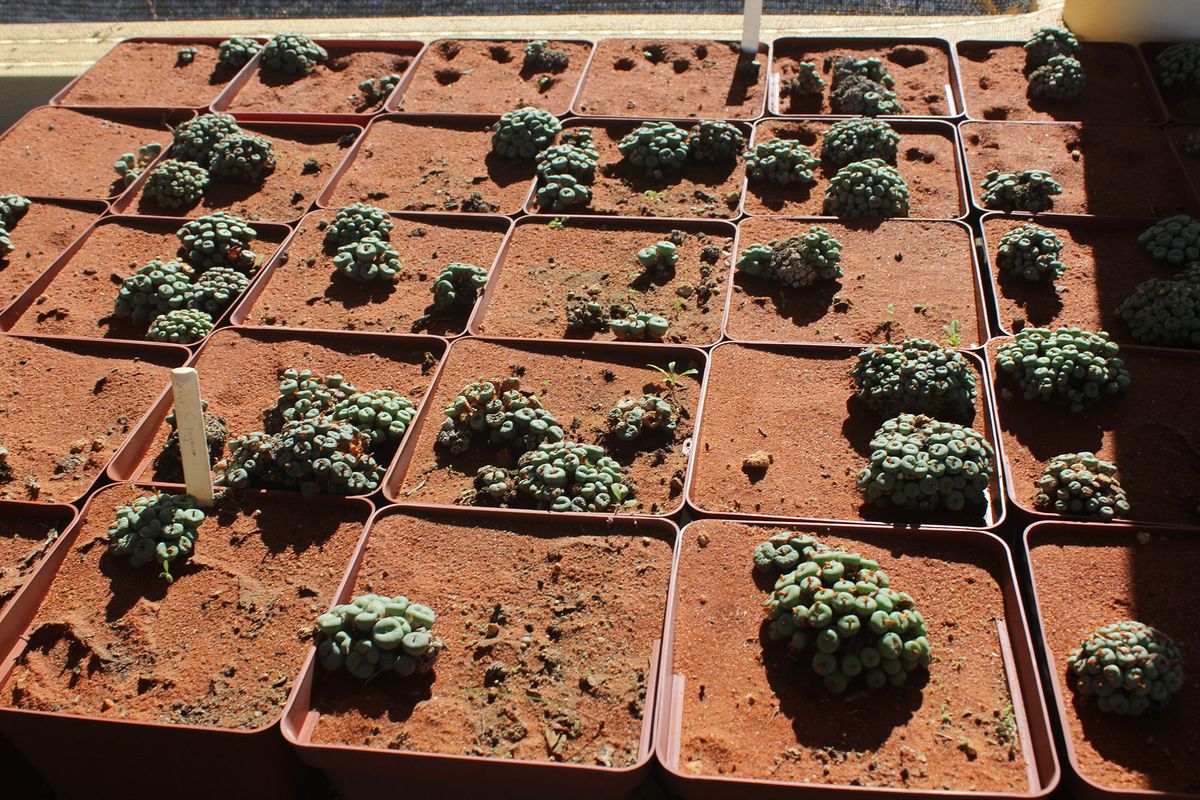 Rare plant poaching spree casualties force SA botanists to resort to triage