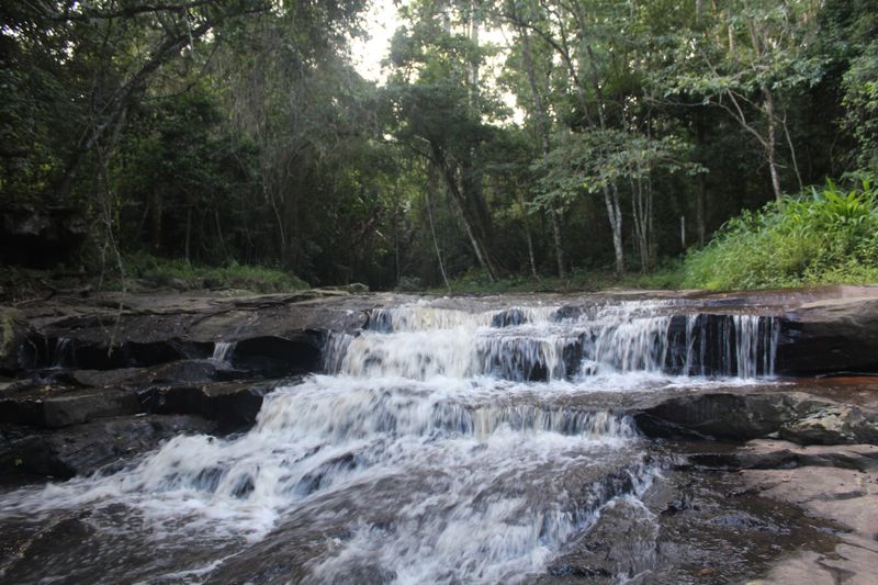 Zululand forests: Green jewels in jeopardy