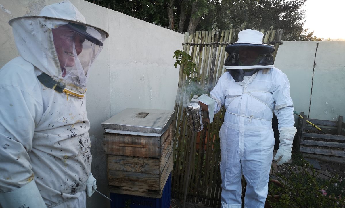 The joys and perils of a backyard beekeeper