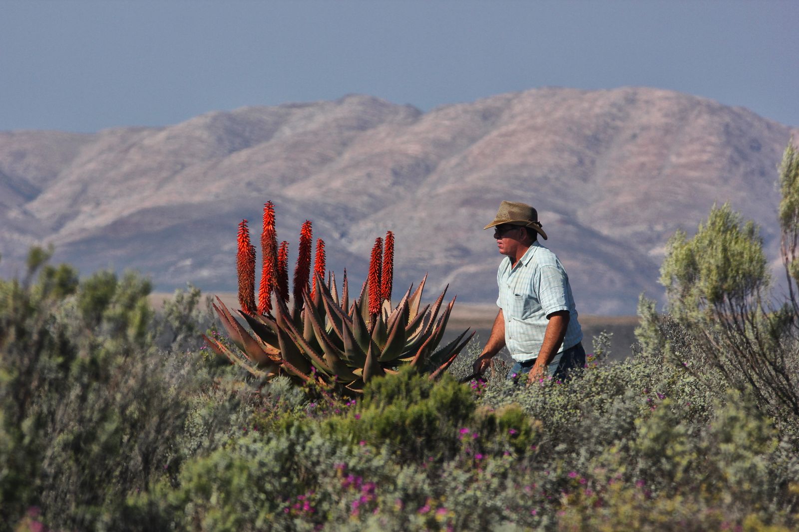 Aloe ferox — the Karoo’s winter soldiers