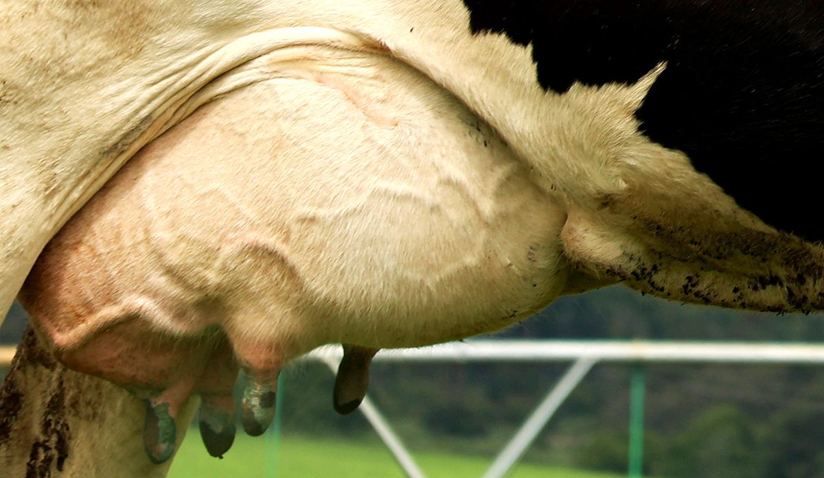 KZN dairy farmers face massive losses amid the ravages of foot and ...