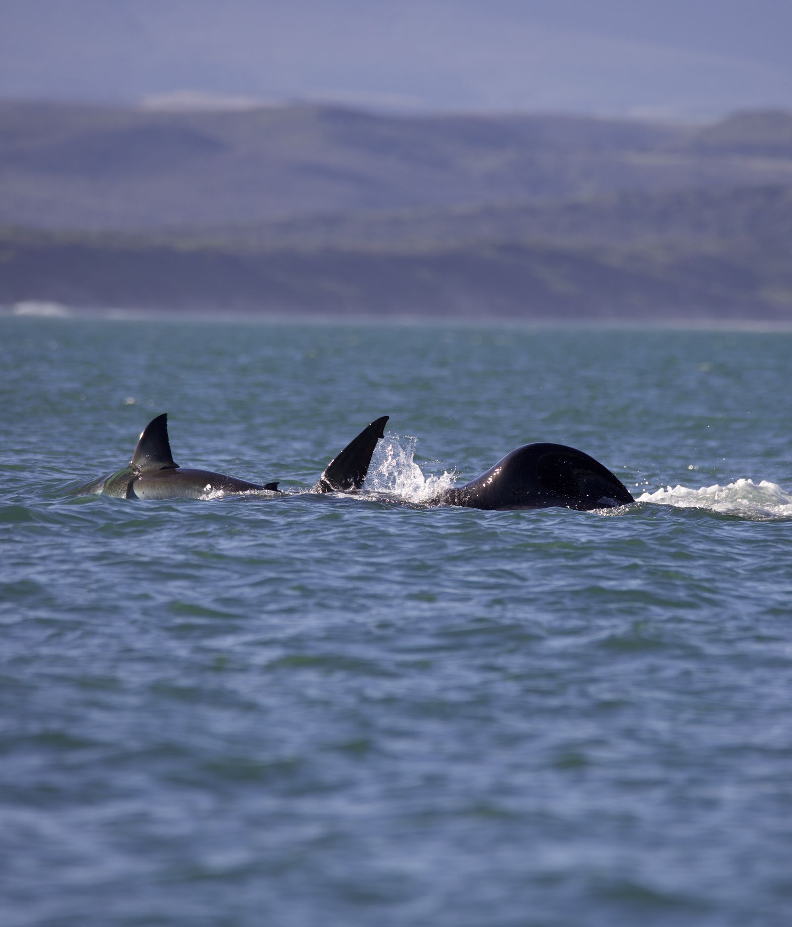 Scientists detail first recording of single orca killing white shark