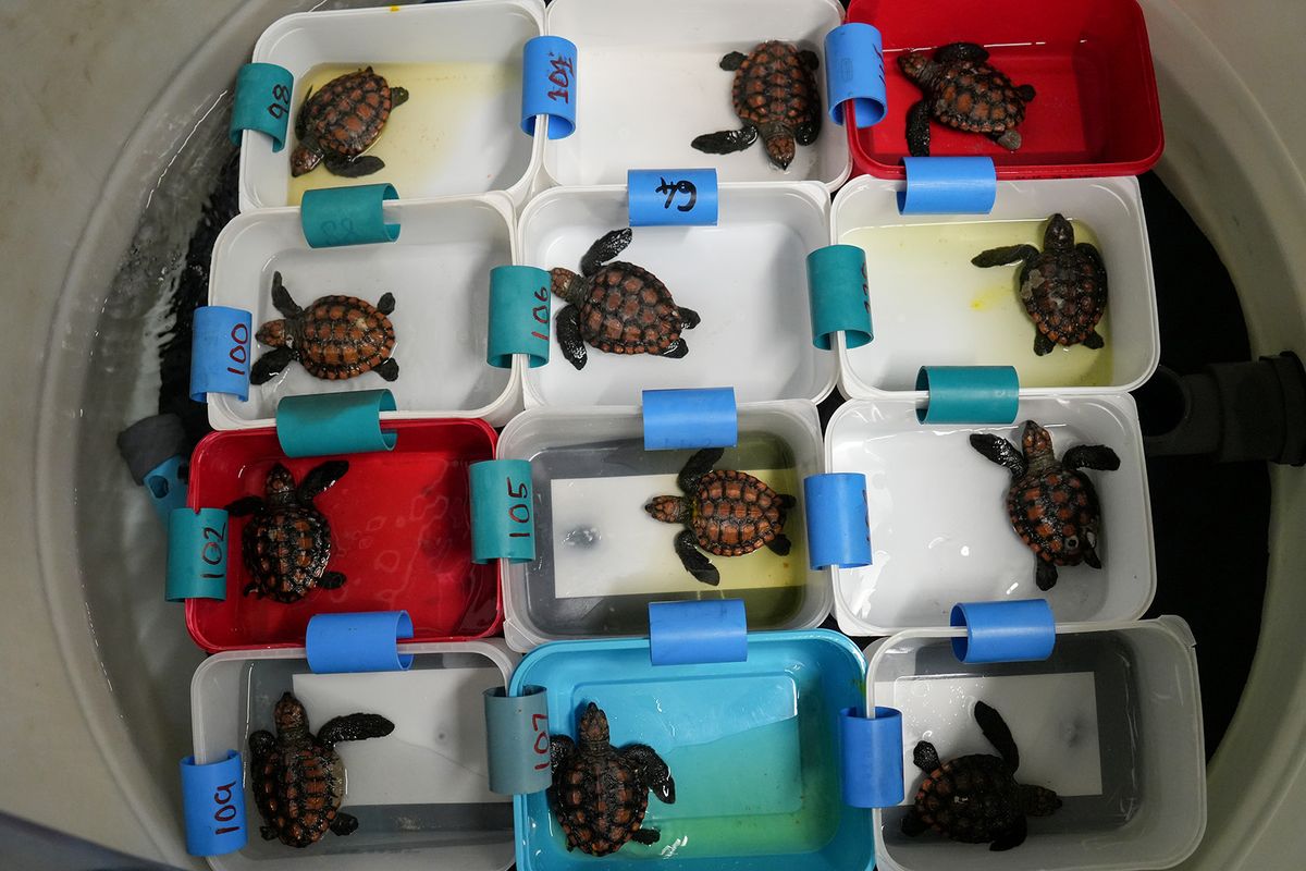 Top-flight interactive turtle rehab centre to be built in Cape Town