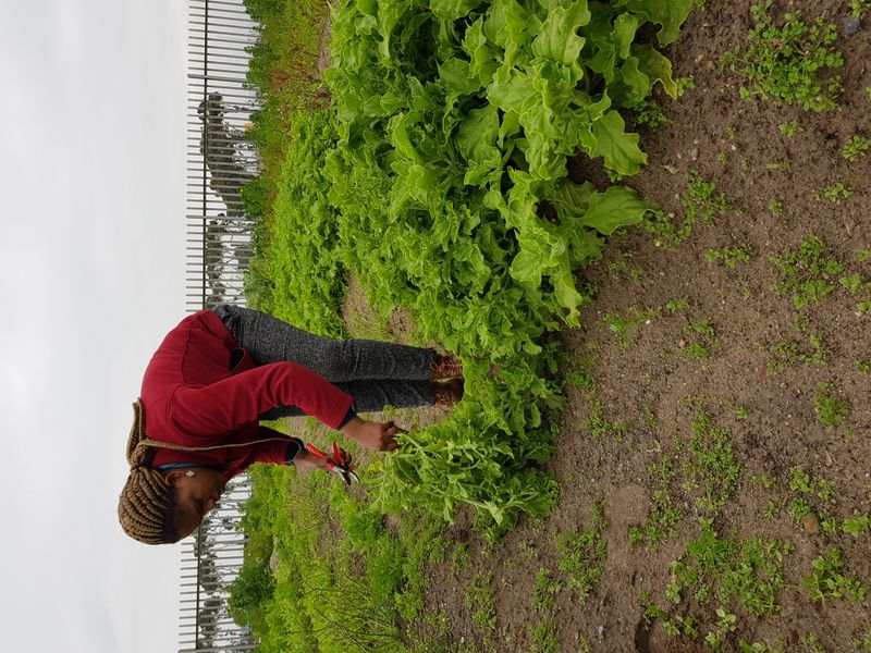 Eating local and the importance of cultivating edible indigenous plants