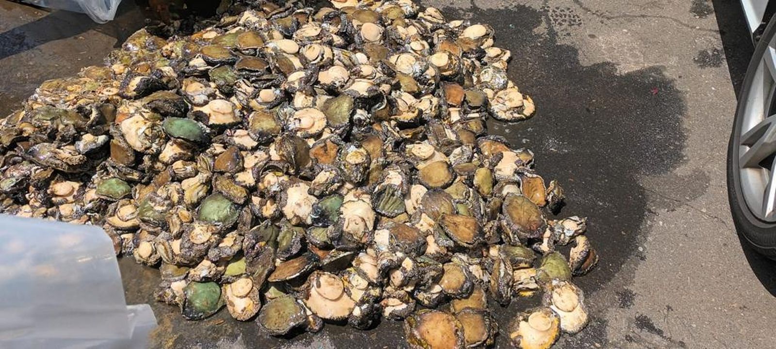 Abalone poachers pelt Western Cape environmentalist with stones for ...