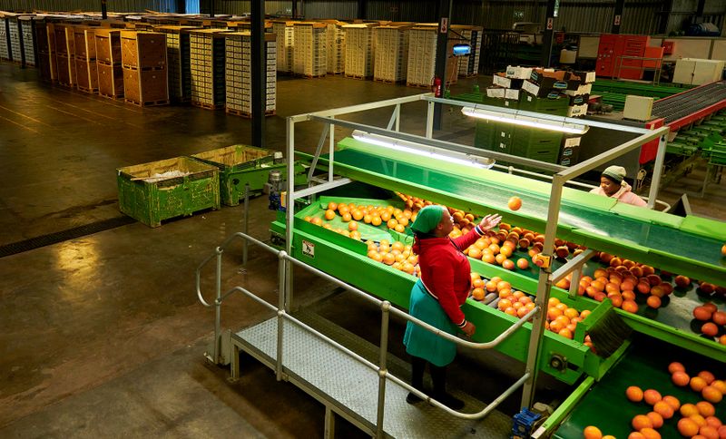 SA citrus eyes record export of 180m cartons, but Trump tariffs may ...