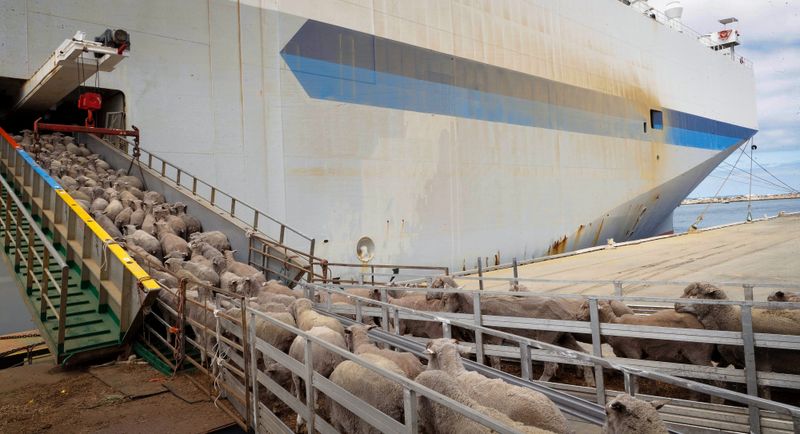 Another animal ship to load thousands of SA sheep, cattle for slaughter
