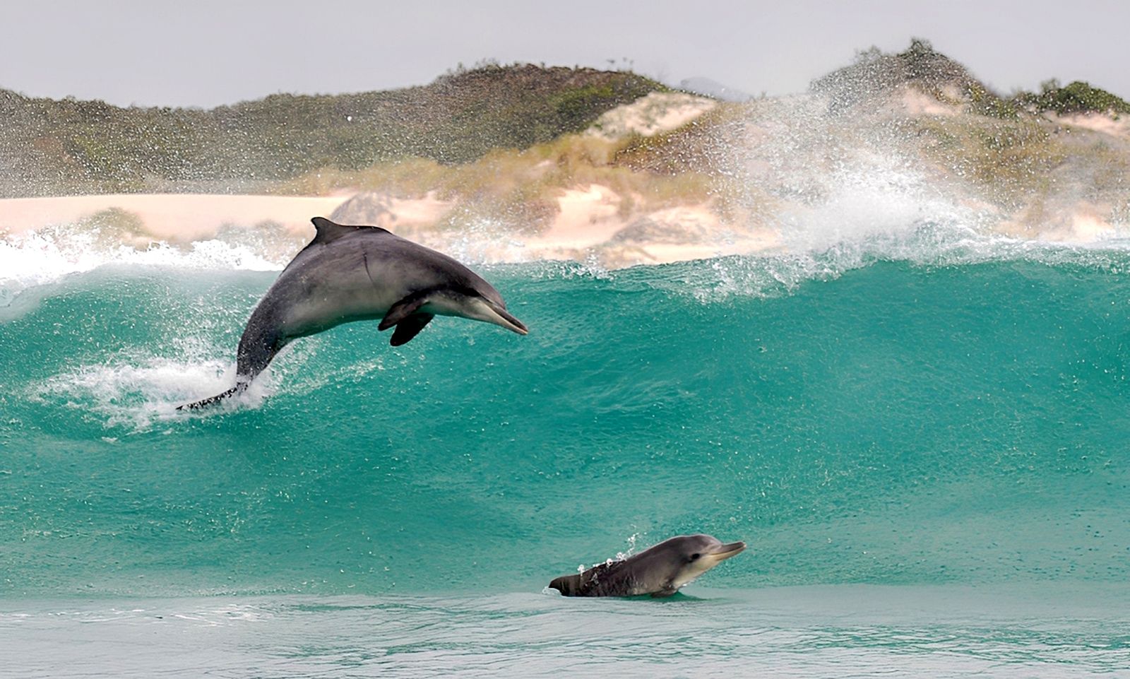 Endangered dolphin’s diet shift provides worrying hint of SA coastal ...