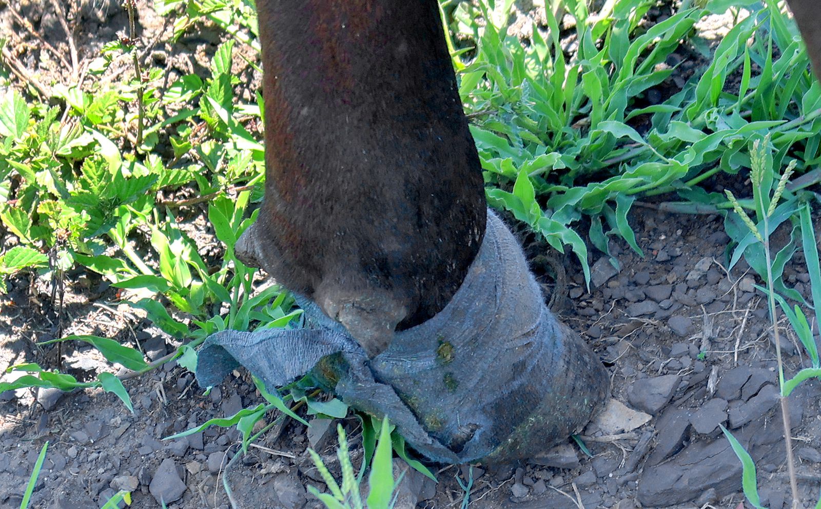 KZN dairy farmers face massive losses amid the ravages of foot and ...