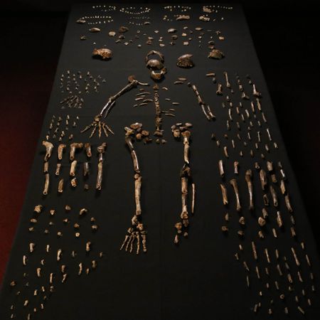 ‘Unknown: Cave of Bones’: the ancient cold case of Homo naledi