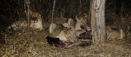 Majete: One of the finest parks in Africa for game viewing