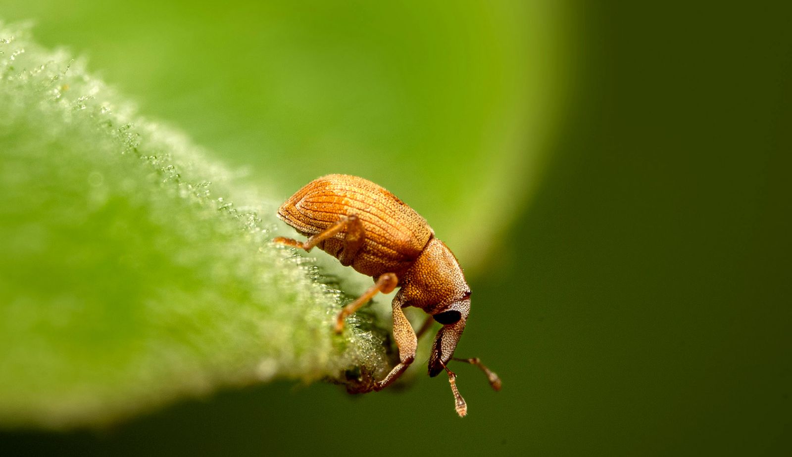 Water lettuce threatens Vaal River — weevils could be the solution