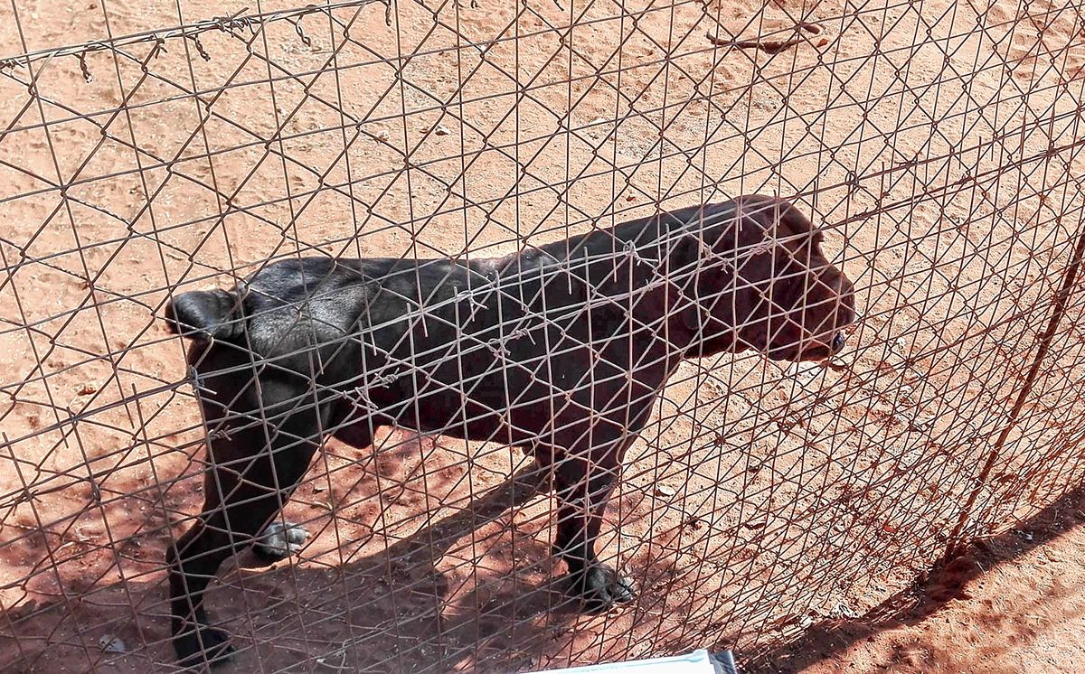 The unkindest cut — tail docking remains a troubling norm