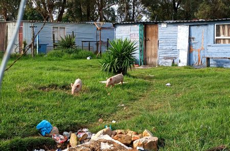 Nelson Mandela Bay officials monitor African swine fever outbreak in Grogro