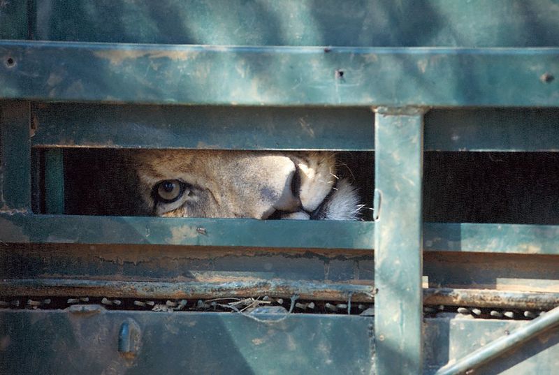 Minister Steenhuisen’s no-show — MPs furious as wildlife reform stalls ...