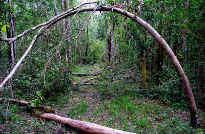 Filmmaker captures breathtaking images of Knysna forest’s elusive ...