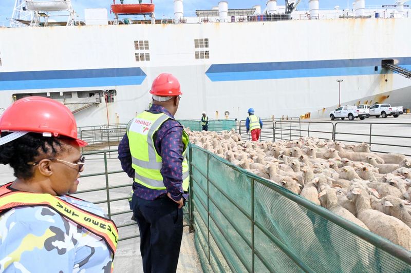 New live animal export welfare rules: Will they stop the suffering?