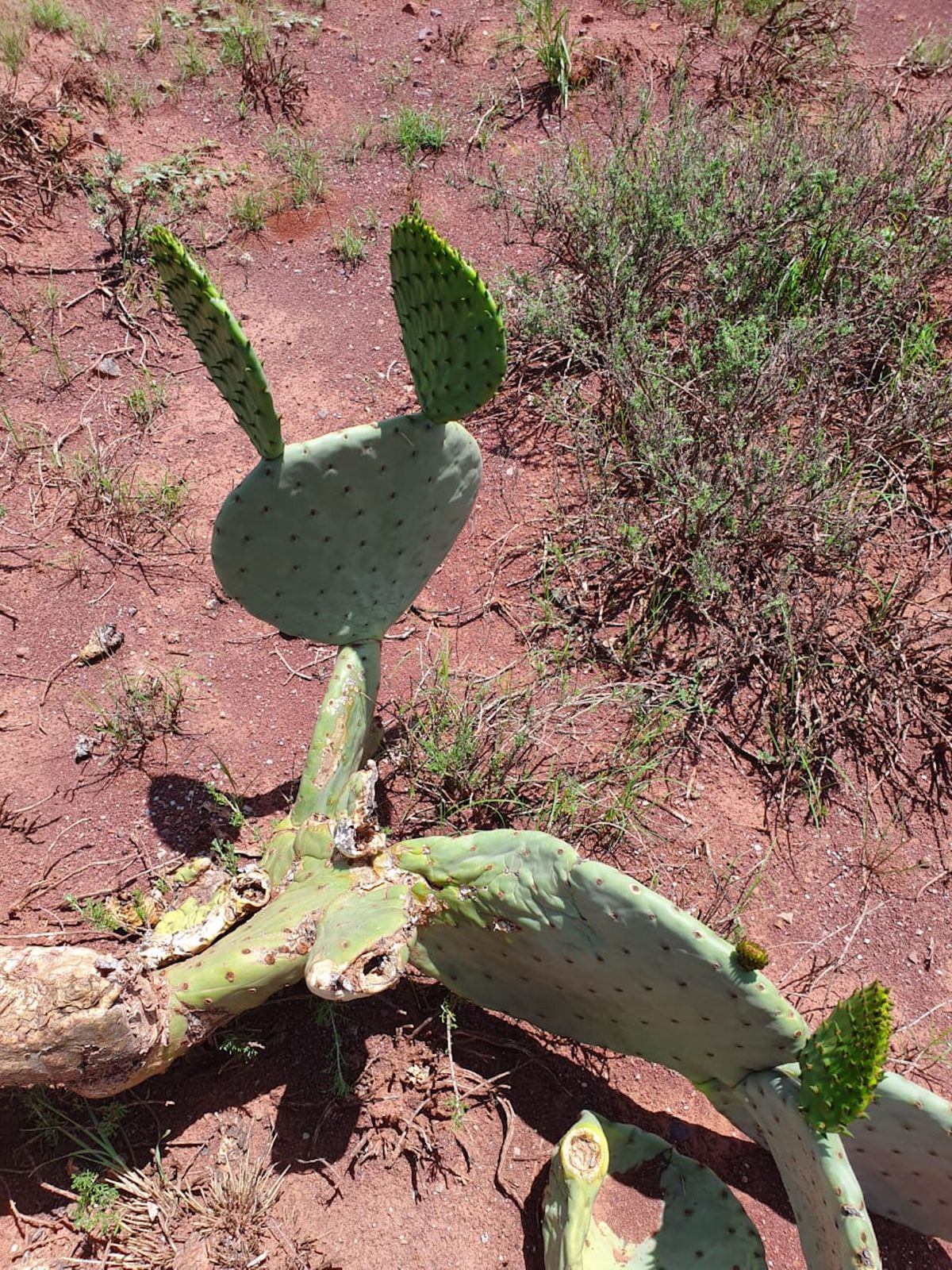 Prickly Pears: A seasonal treasure that’s worth the sting
