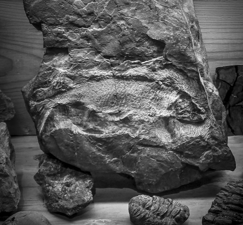 Nieu Bethesda II: Big mountains, little fish and old fossils