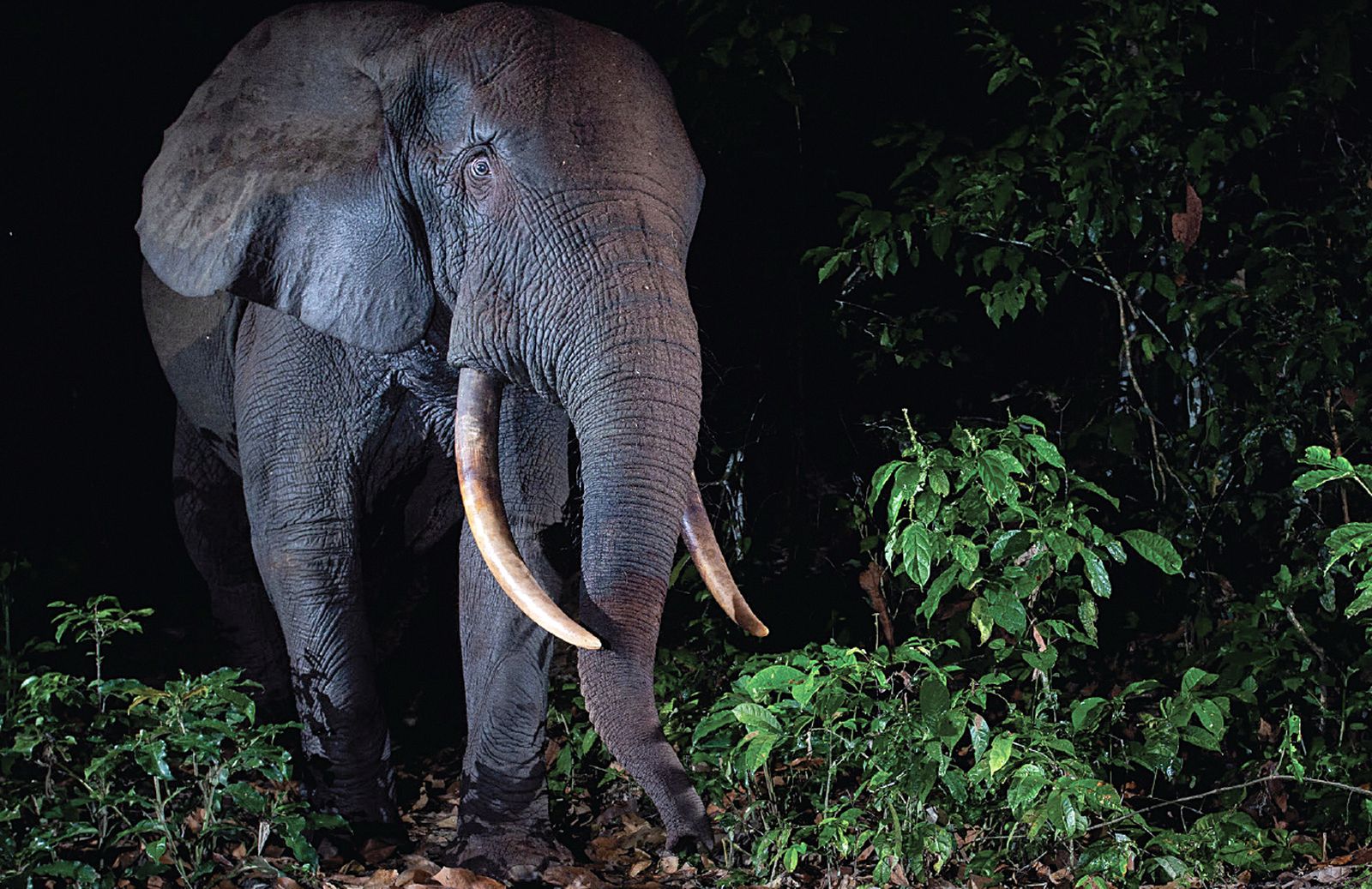Better data, same emergency — the forest elephant crisis continues
