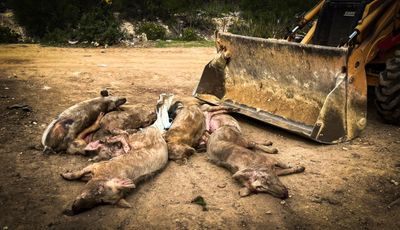 Swine fever scare triggers culling of pigs in Bredasdorp