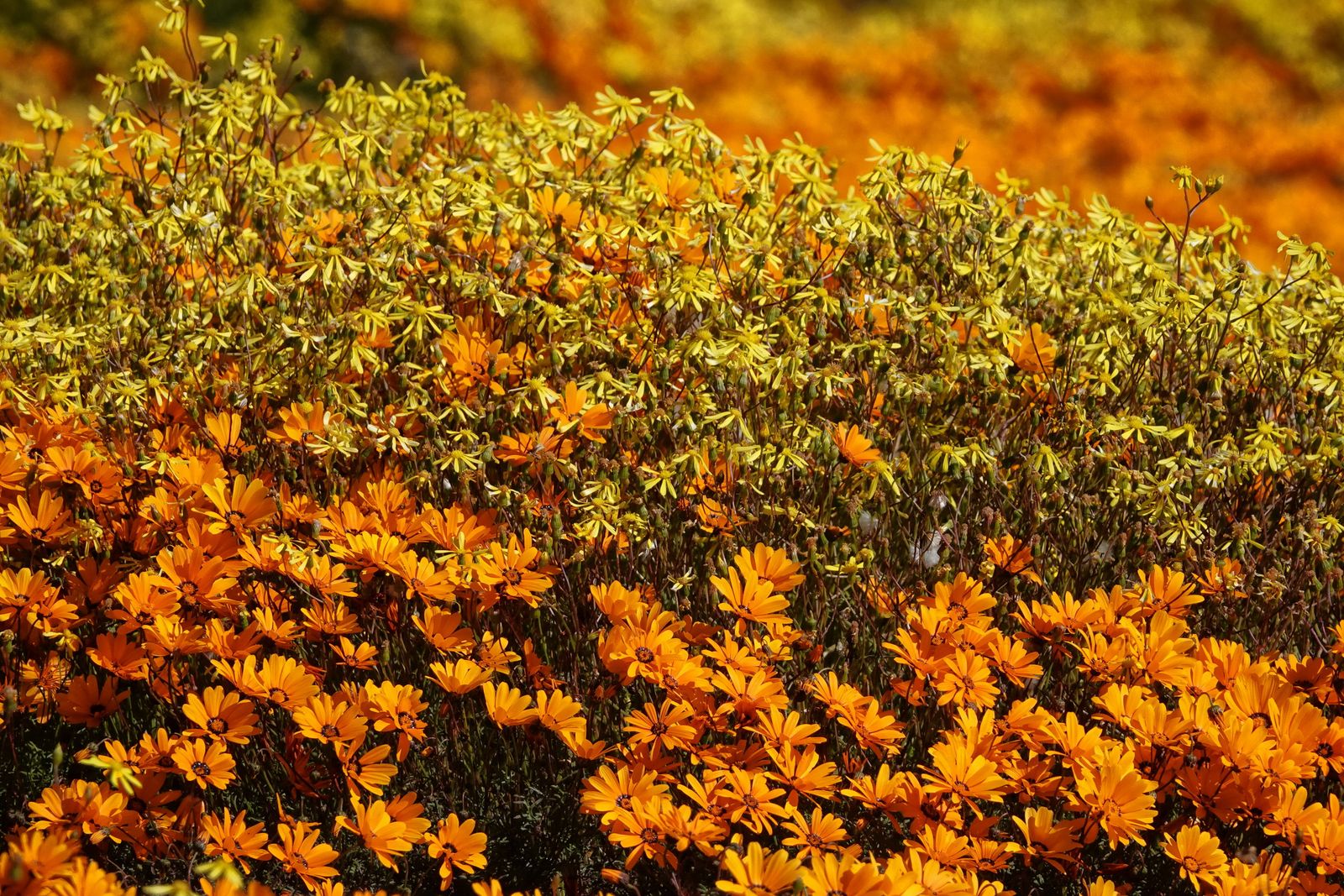 Springbok: Day trips and blooming history