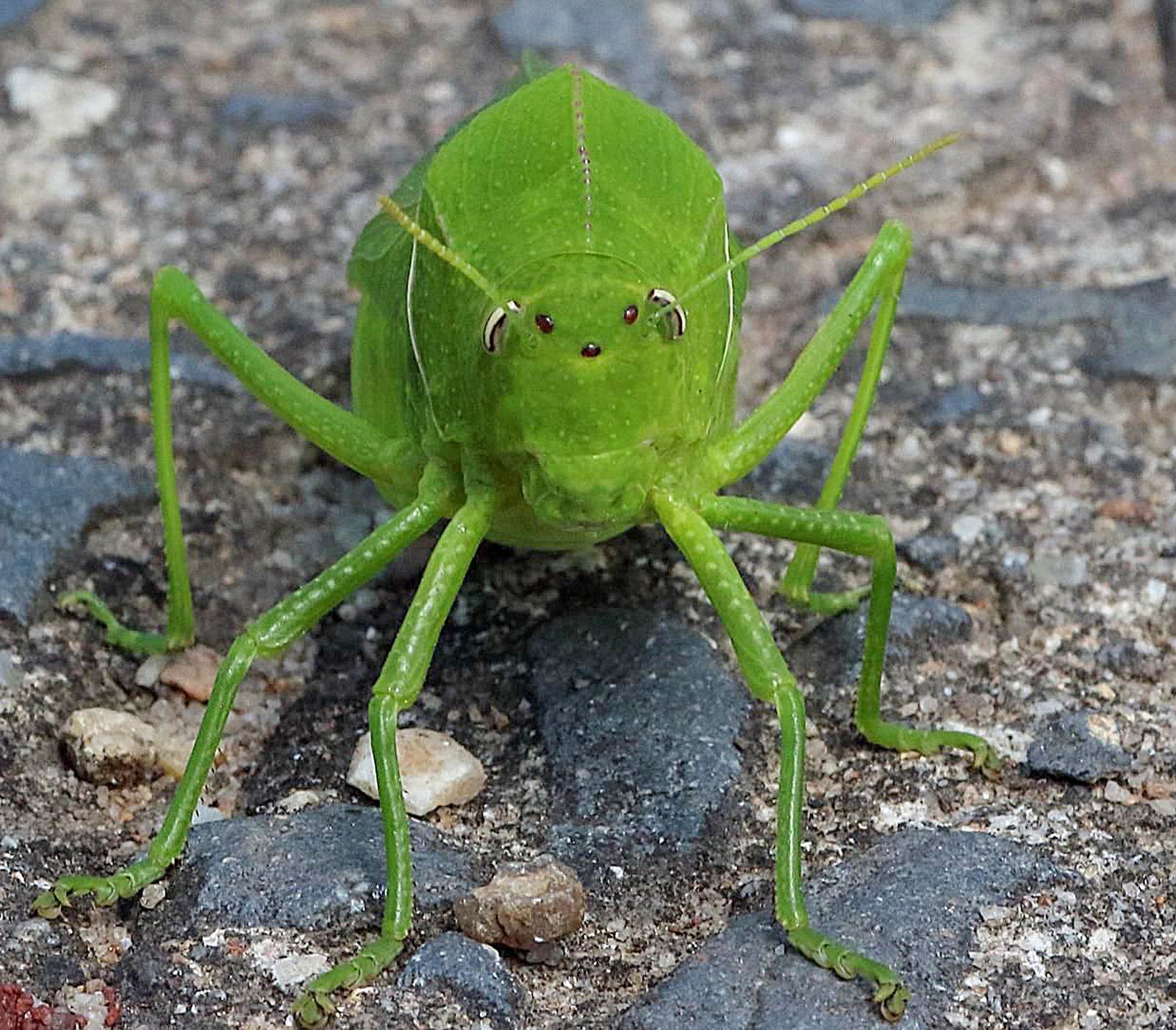 Scientists rejoice as happy SA hopper springs back to life