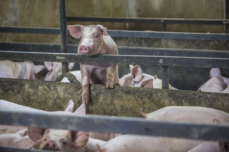 US spots first H5N1 bird flu case in a pig, raising concern for humans