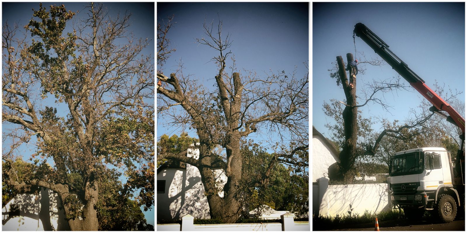 Beetle infestation has killed thousands of trees across SA