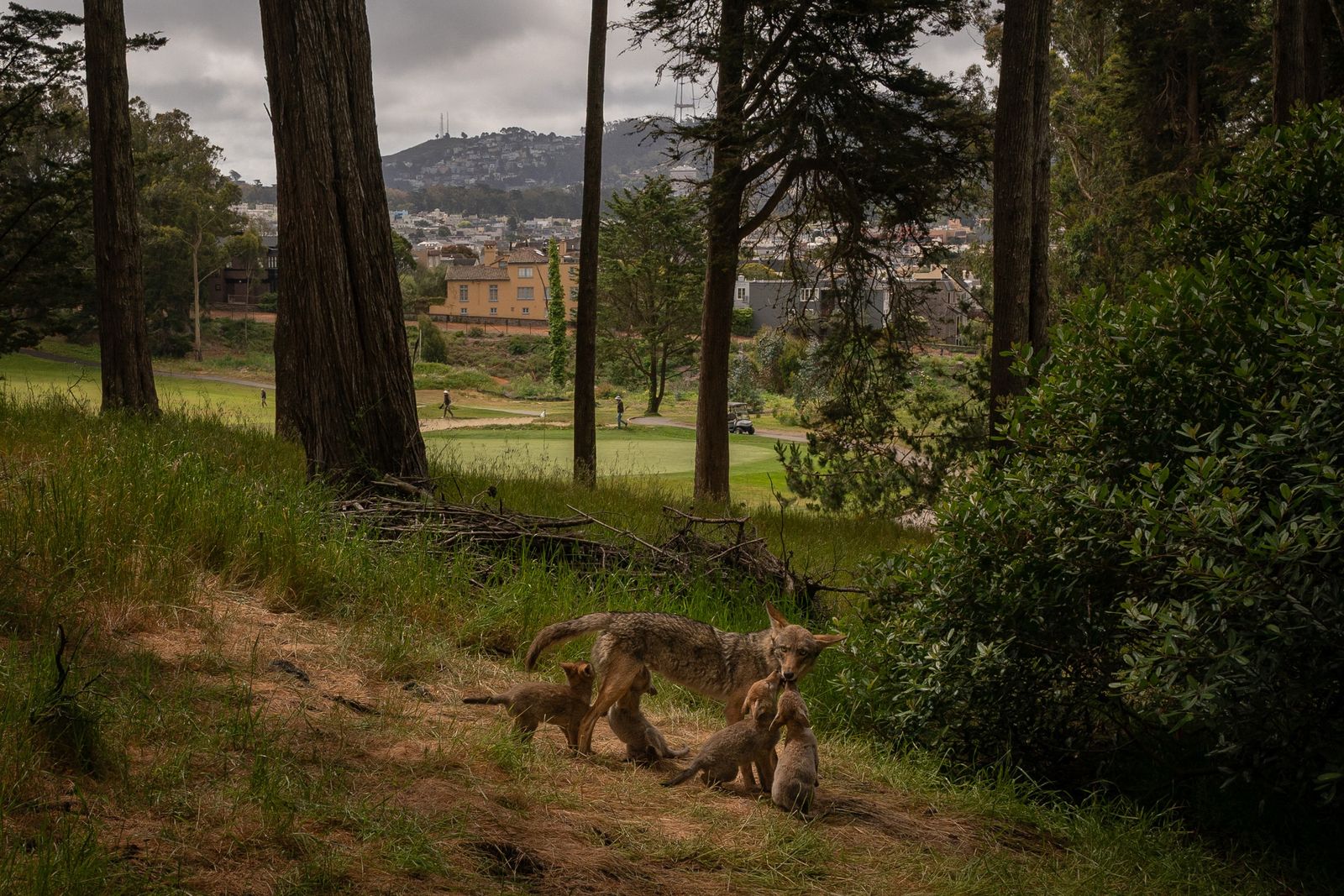 Sony World Competition — Outstanding wildlife and nature photography ...