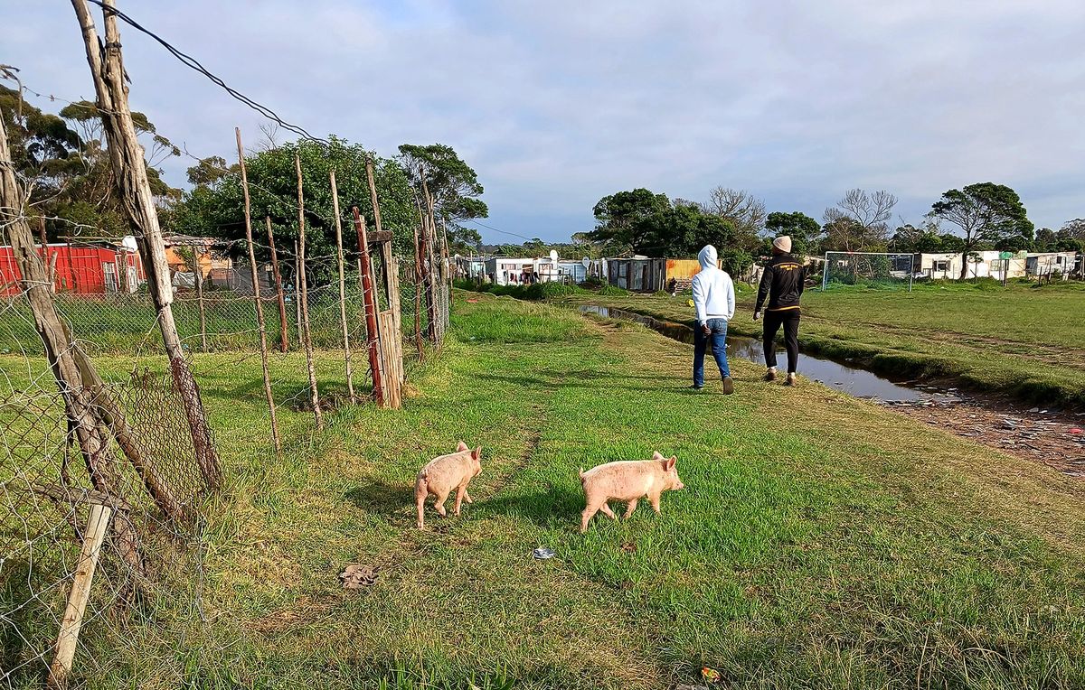 African swine fever outbreak hits Gqeberha informal settlement