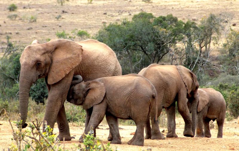 Addo National Park’s rare success is a model for elephant conservation