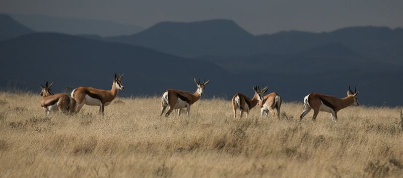 Springbok across the horizon: Solving the mystery of the trekbokke