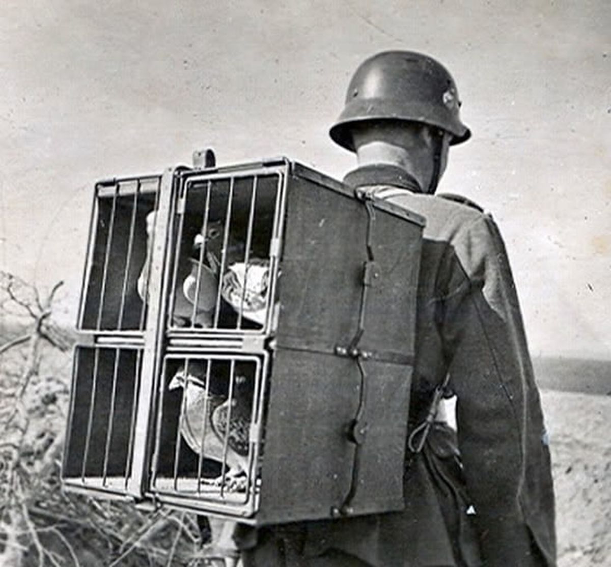 More than flying rats: How pigeons became decorated war heroes