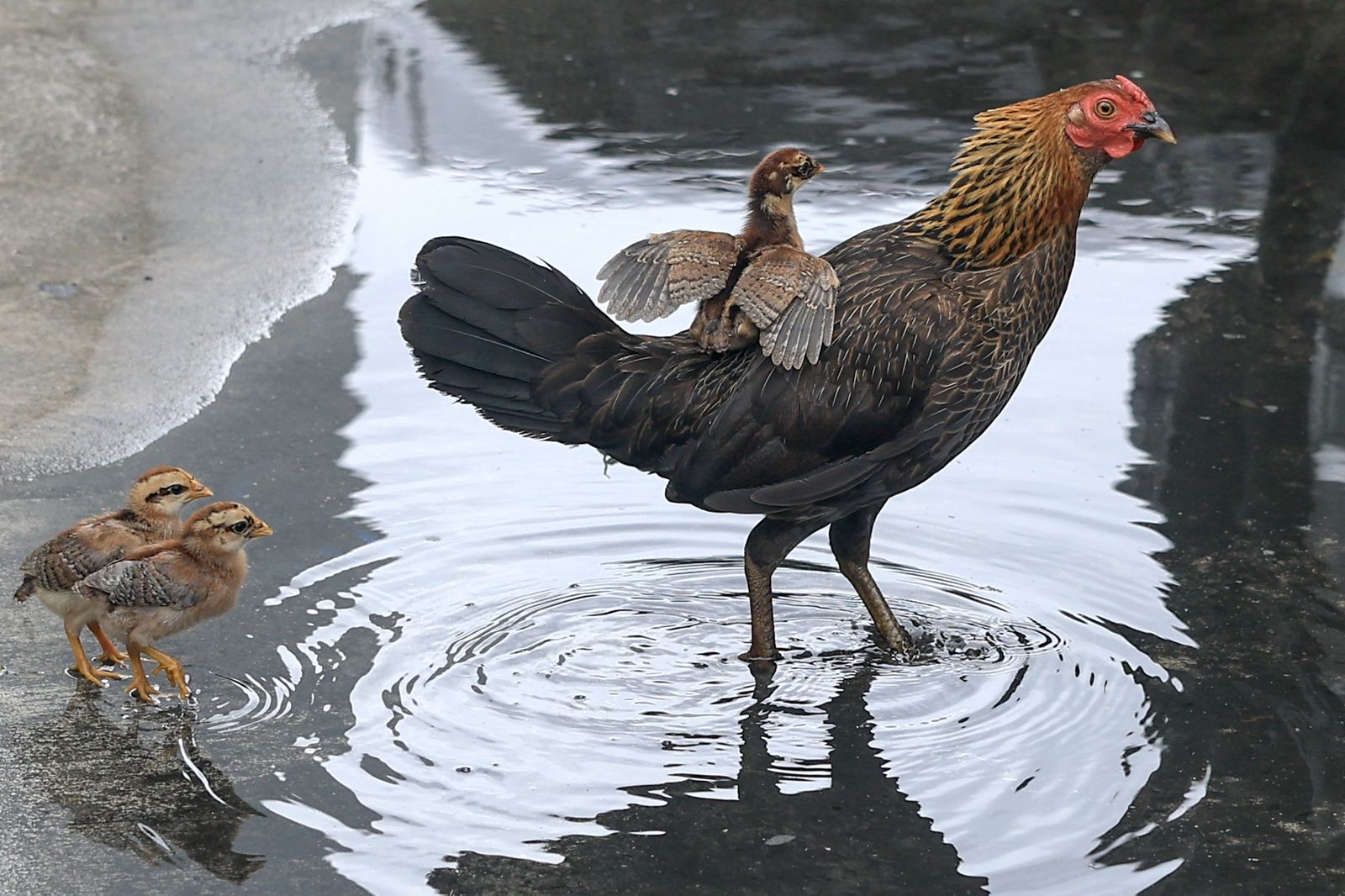 'Animal Walk' in Paris, and more from around the world