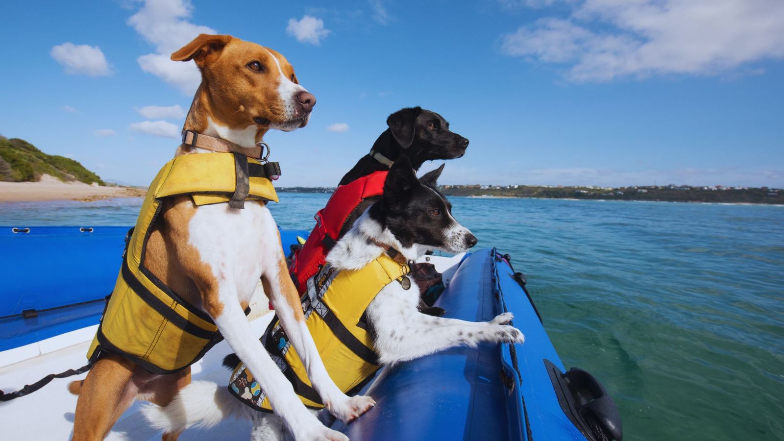 Sandi and the Salty Sea Dogs teaches young readers about the thriving ...