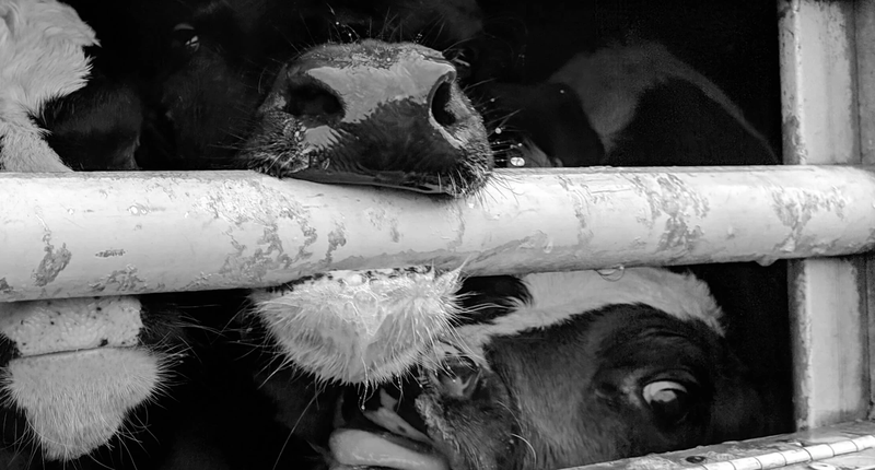 How we make food is insane — animal advocate and author Philip Lymbery