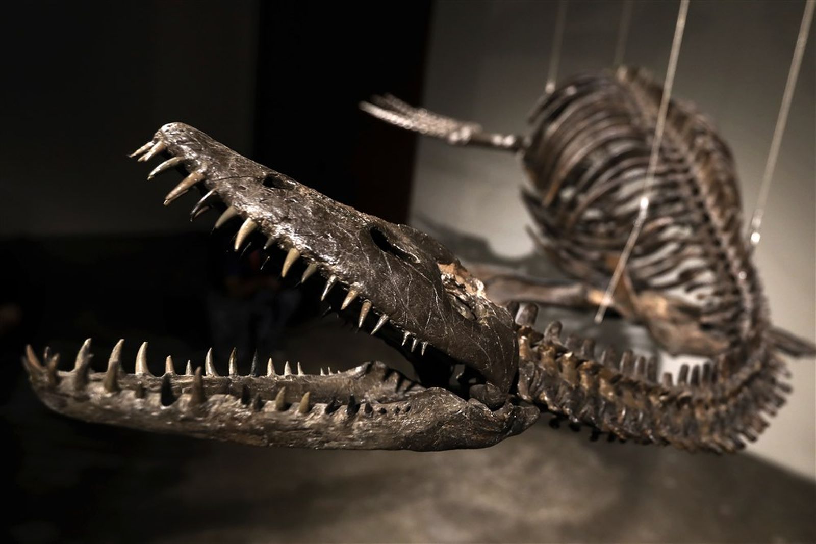 Skeletons of prehistoric predators on auction, and more from around the ...