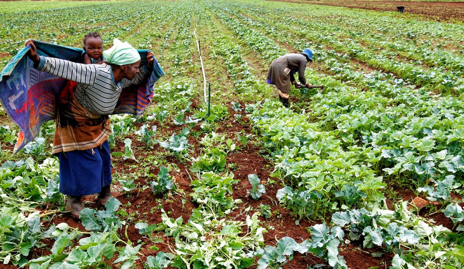 ‘Restoring land and empowering people' is essential for a resilient ...