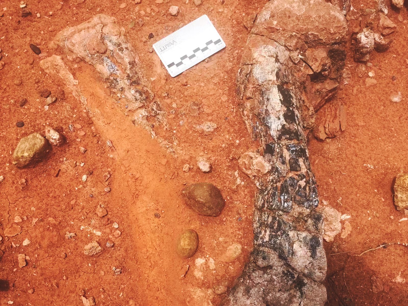 How a houseboat helped us find Zimbabwe’s new dinosaur