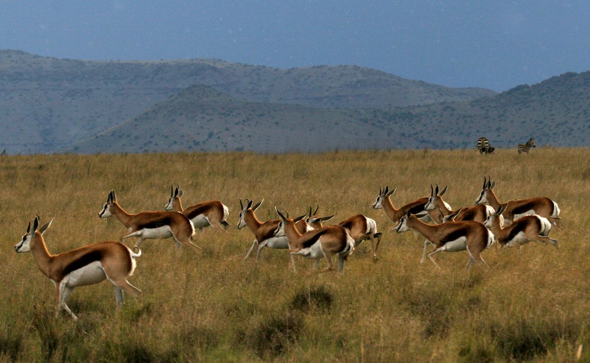 Springbok across the horizon: Solving the mystery of the trekbokke