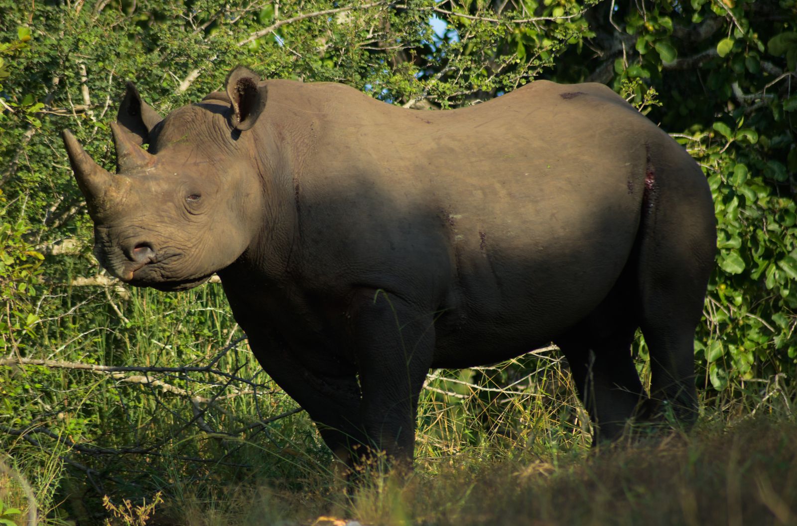 Majete: One of the finest parks in Africa for game viewing