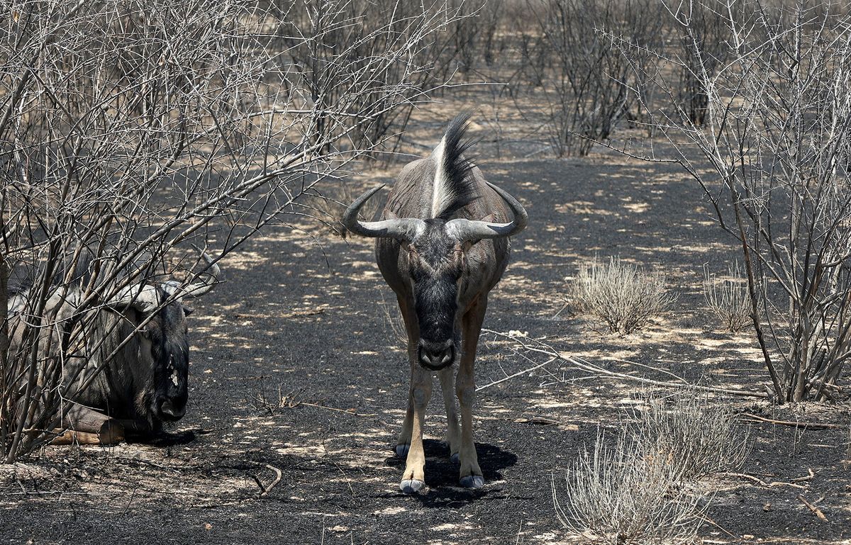 Criticism after week-long fire at Etosha National Park threatens biodiversity, livelihoods